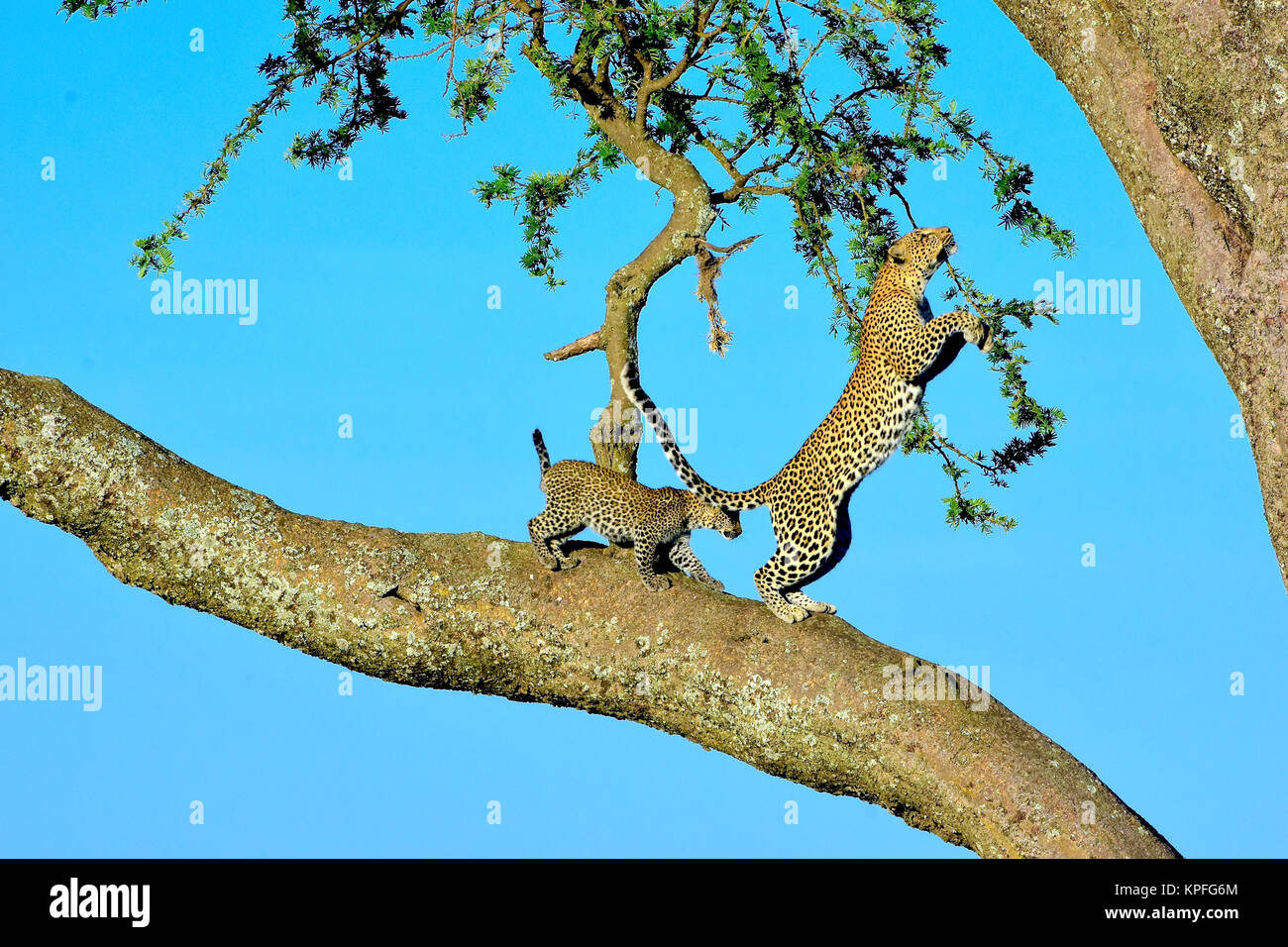 Wildlife Sightseeing in einer der Tierwelt Reiseziele auf der Erde, der ...