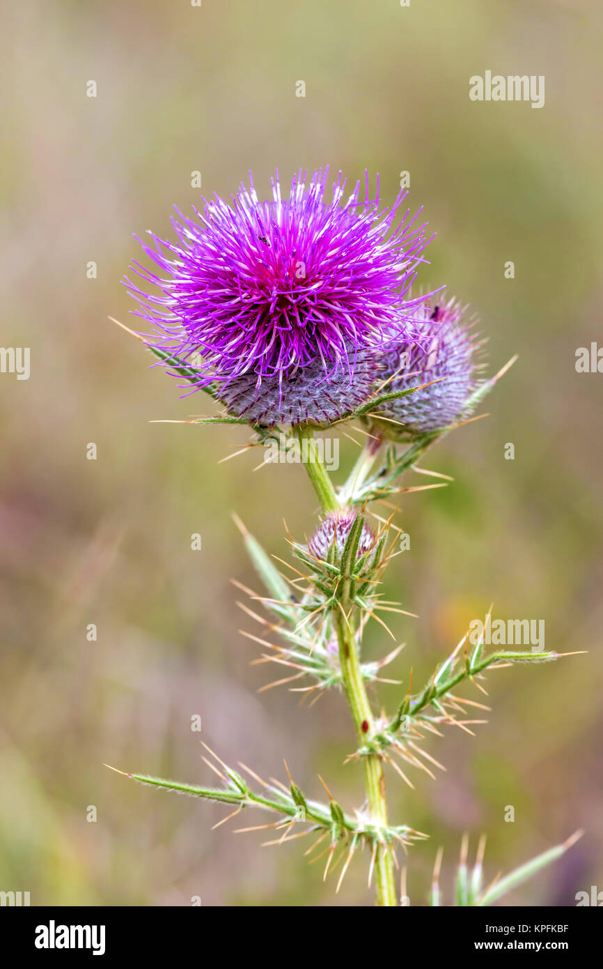 Sonnenlicht distelblätter -Fotos und -Bildmaterial in hoher Auflösung ...