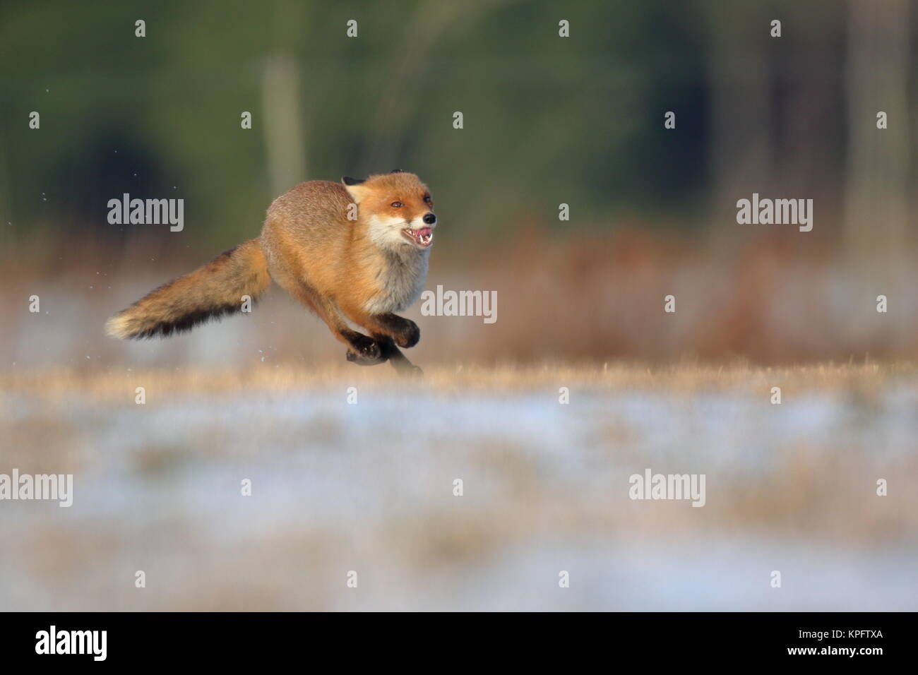 Fuchs springt im schnee -Fotos und -Bildmaterial in hoher Auflösung – Alamy