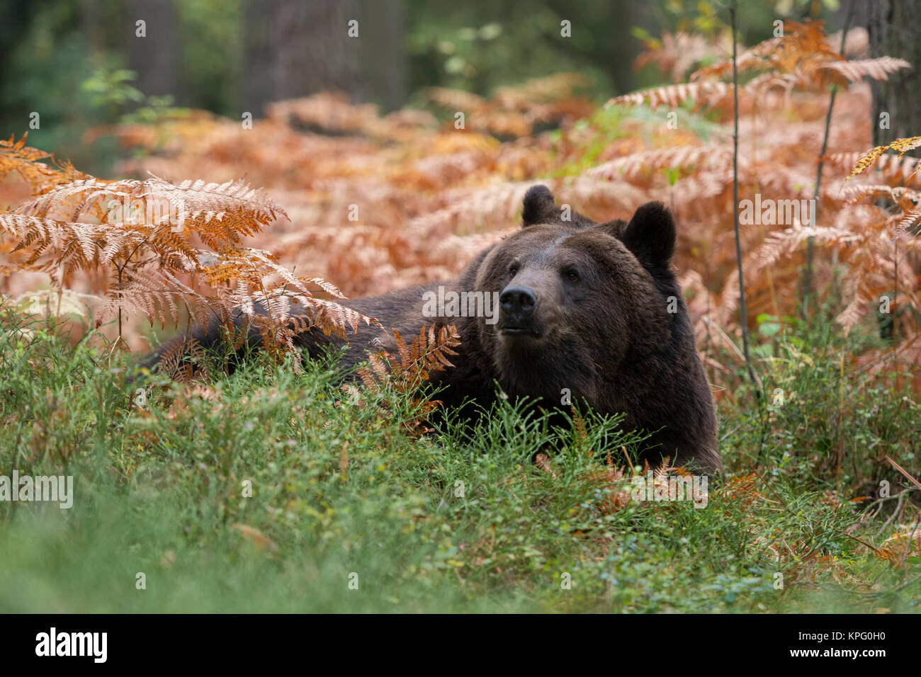 Unterholz im wald -Fotos und -Bildmaterial in hoher Auflösung – Alamy