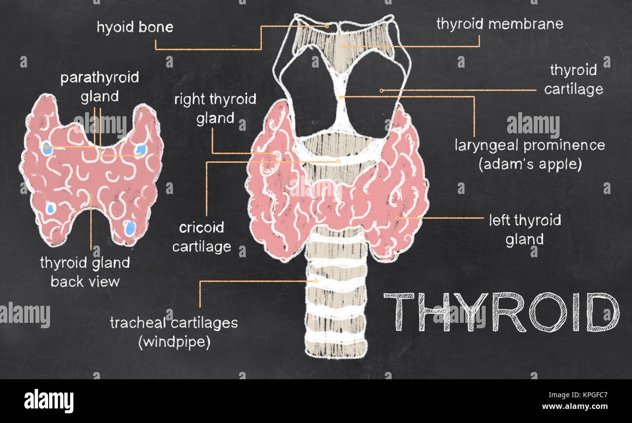Anatomie der Schilddrüse auf Tafel Stockfotografie - Alamy