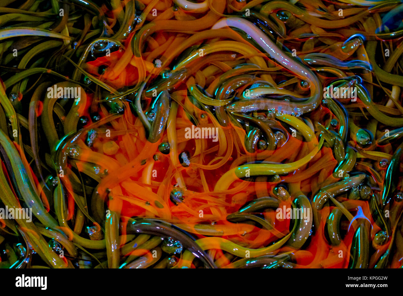 Viele aale -Fotos und -Bildmaterial in hoher Auflösung – Alamy