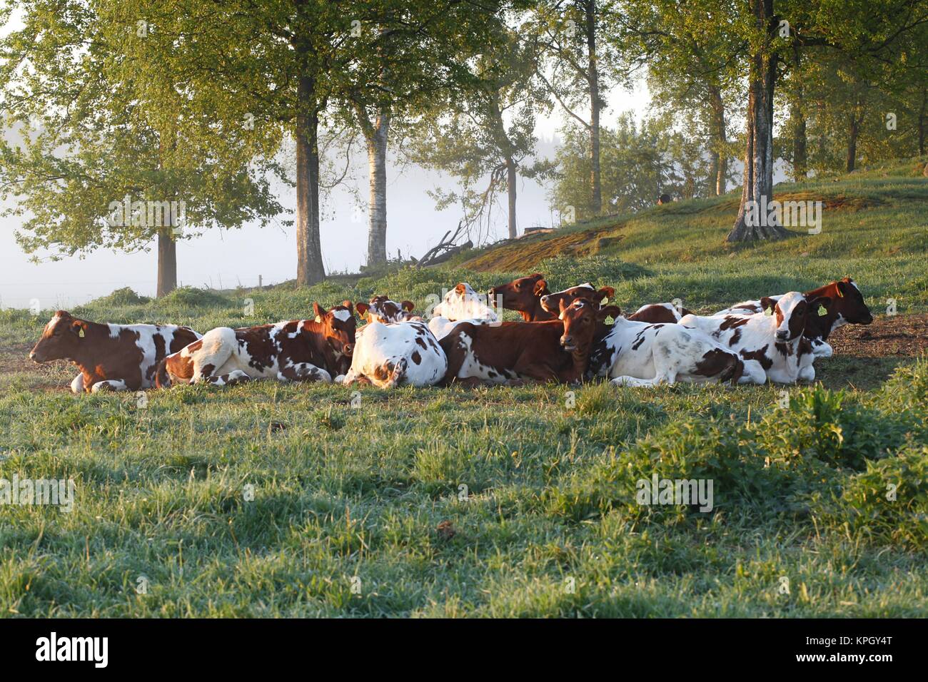 Finnland vieh -Fotos und -Bildmaterial in hoher Auflösung – Alamy