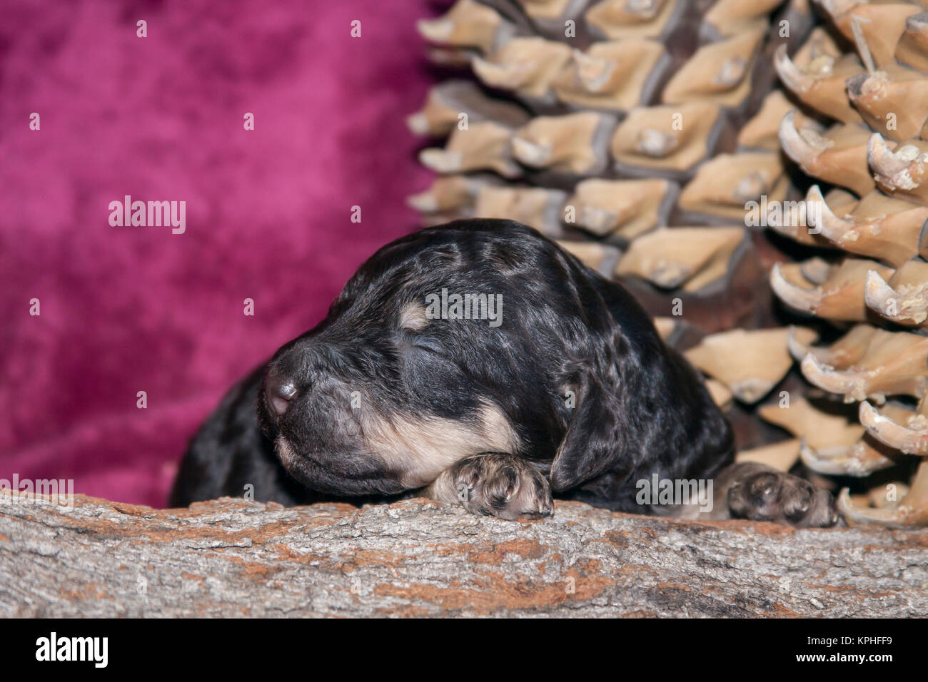Rosa pudel -Fotos und -Bildmaterial in hoher Auflösung – Alamy