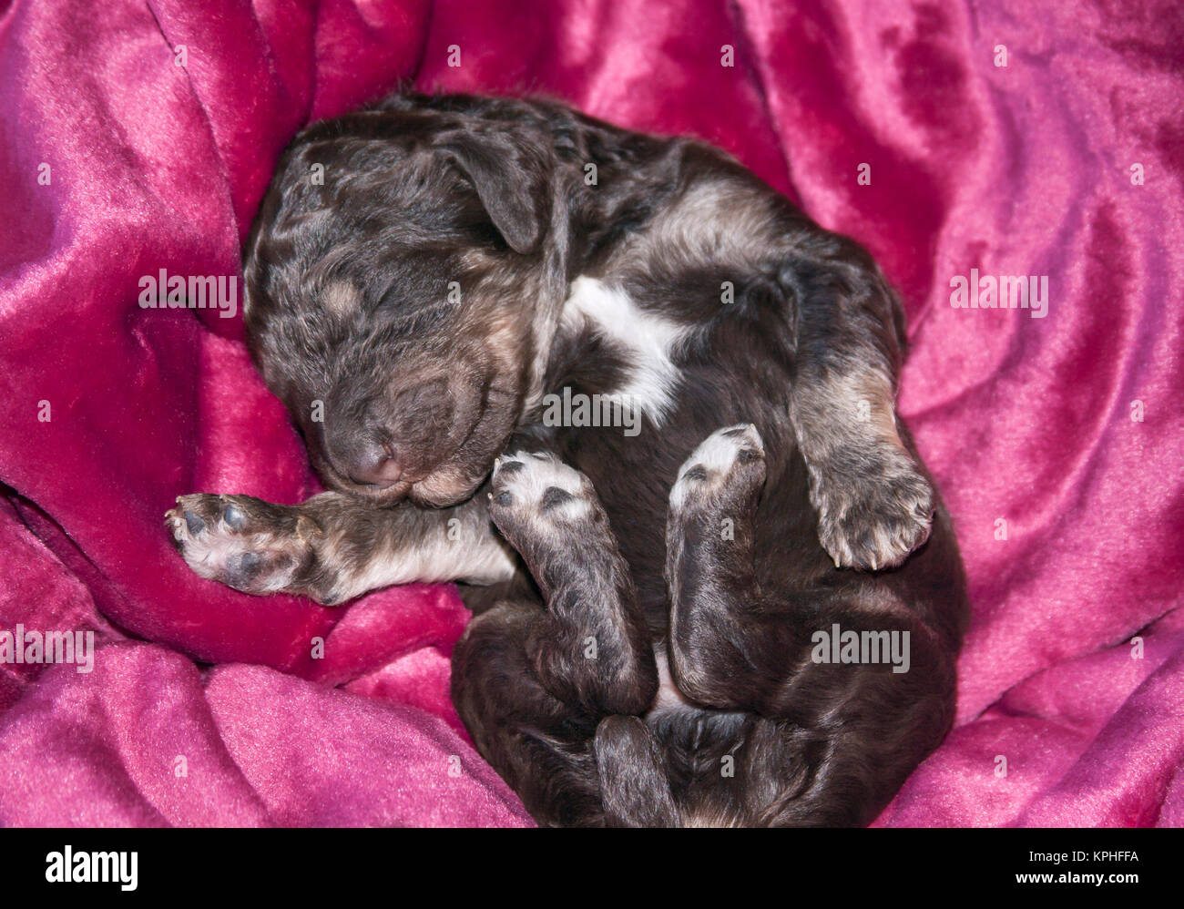 Rosa pudel -Fotos und -Bildmaterial in hoher Auflösung – Alamy