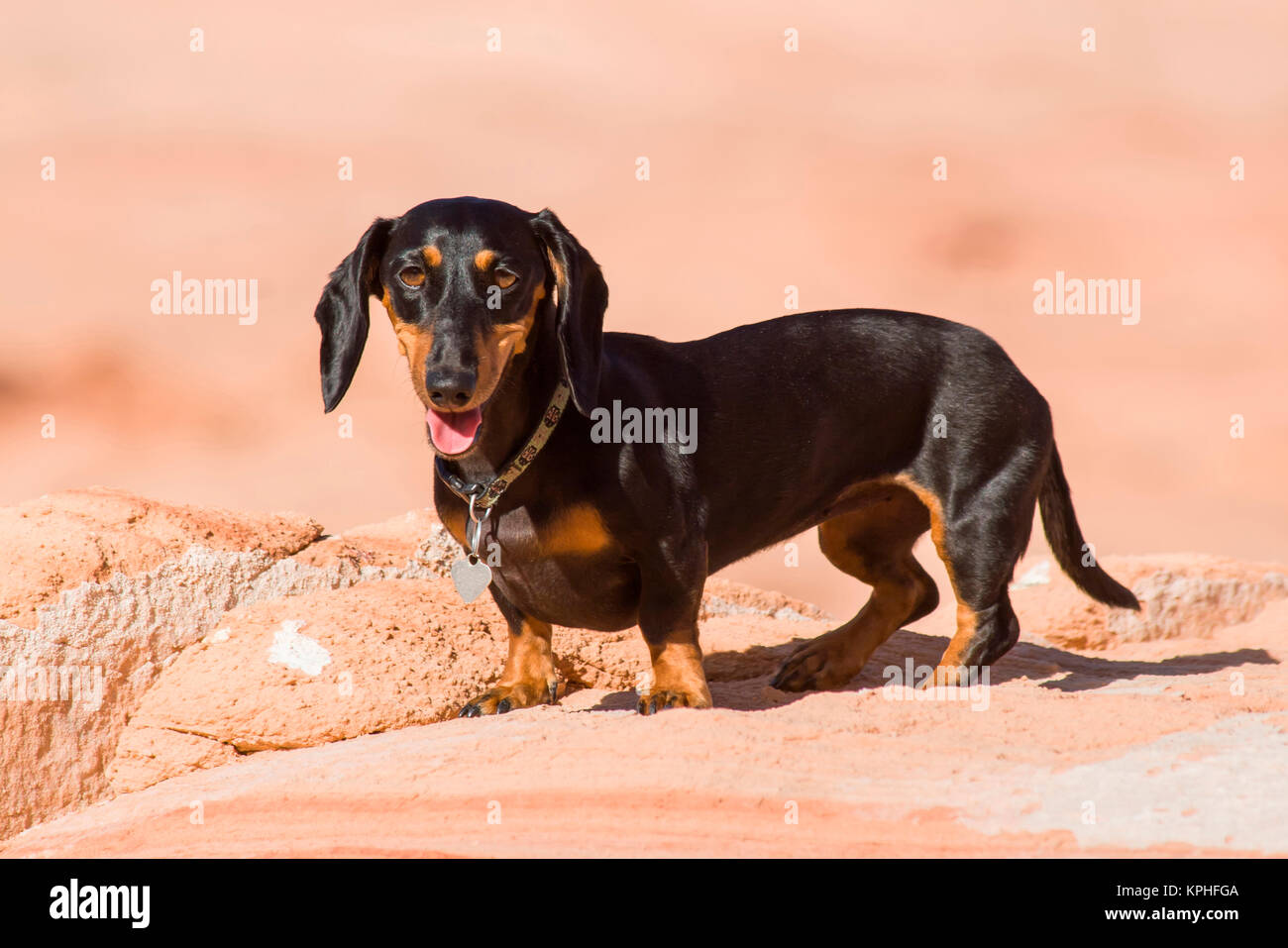 Shorthaired teckel -Fotos und -Bildmaterial in hoher Auflösung - Seite ...