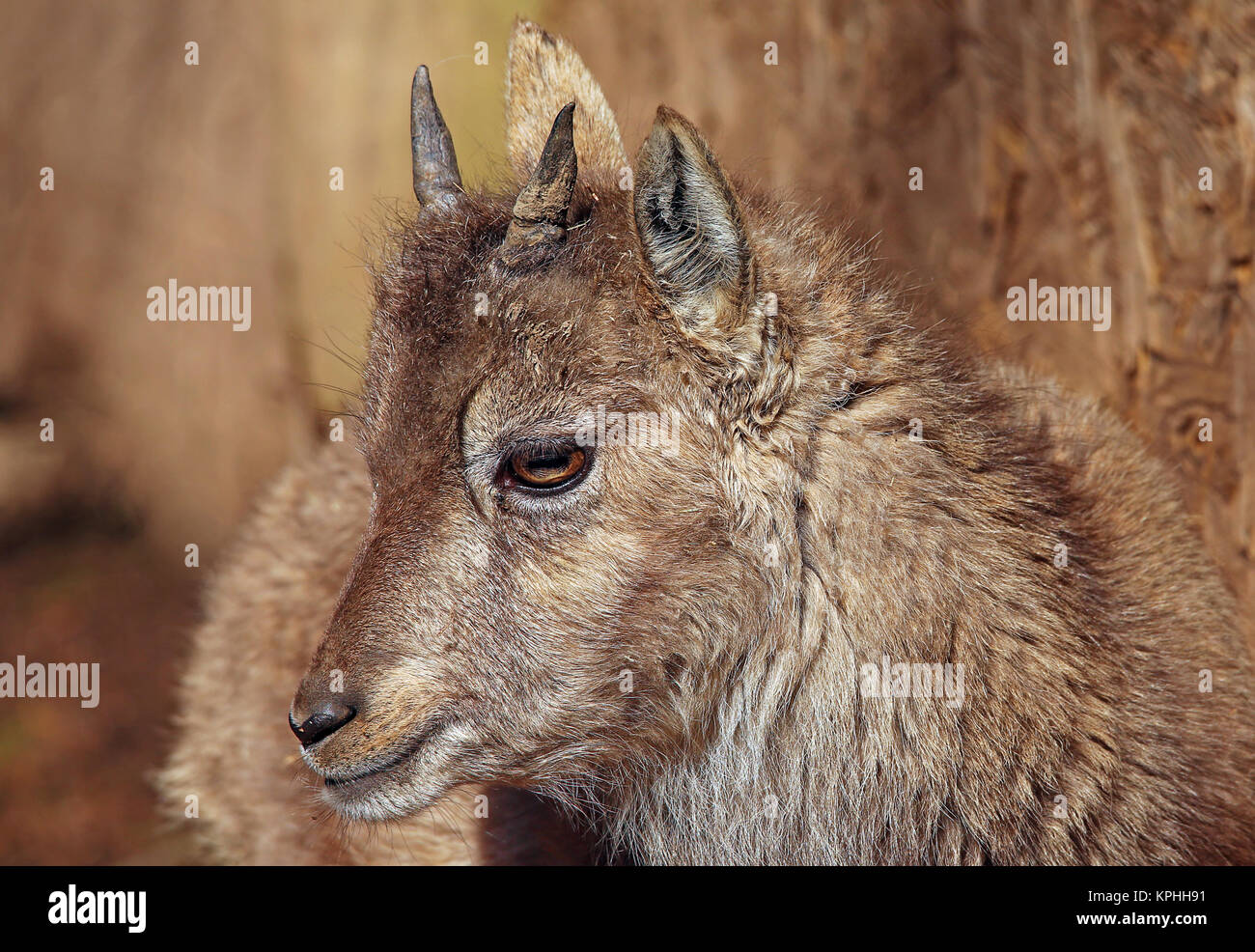 Steinbock kitz -Fotos und -Bildmaterial in hoher Auflösung – Alamy