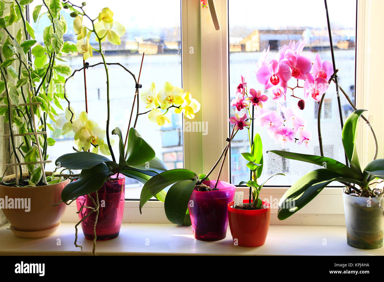 Orchideen Am Fenster