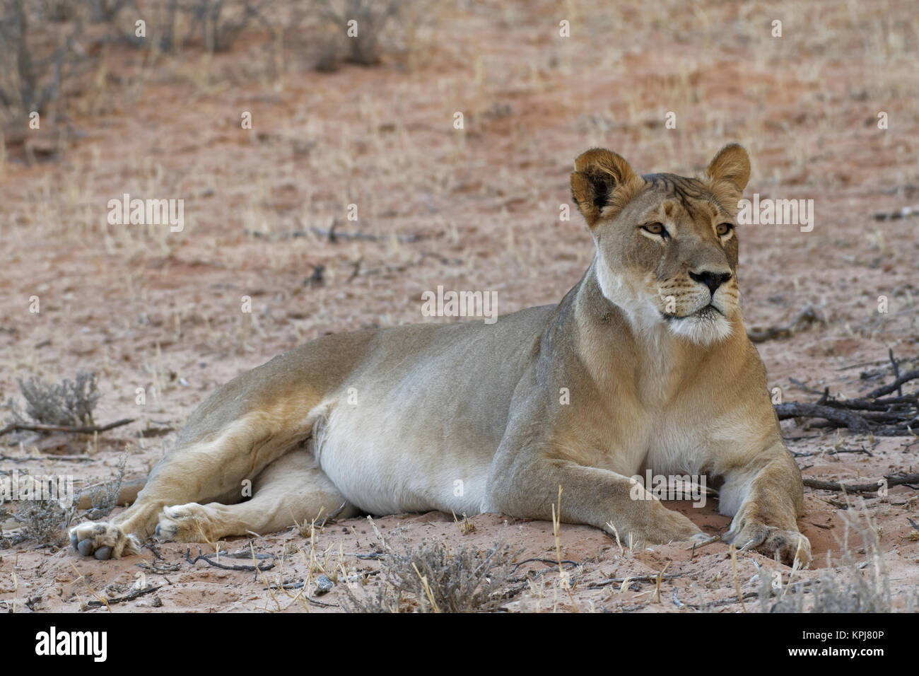 Afrikanischer Löwe (Panthera leo), Löwin liegend auf Sand, Alert ...