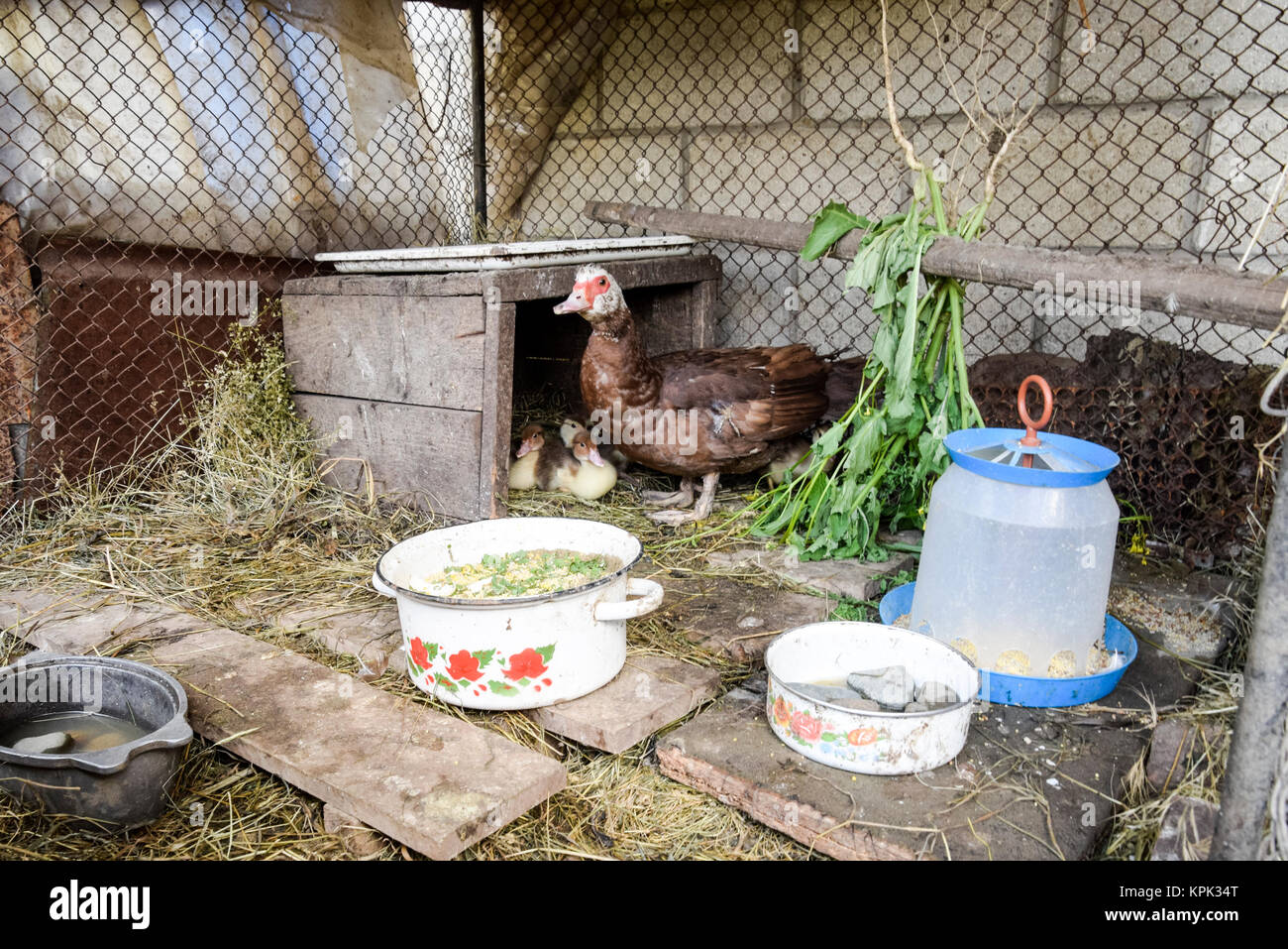 Muscovy duck Mutter mit Küken. Entenküken eines Moschus Ente ...