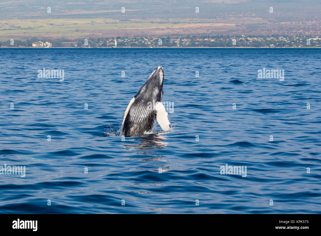 Newborn humpback whale -Fotos und -Bildmaterial in hoher Auflösung – Alamy