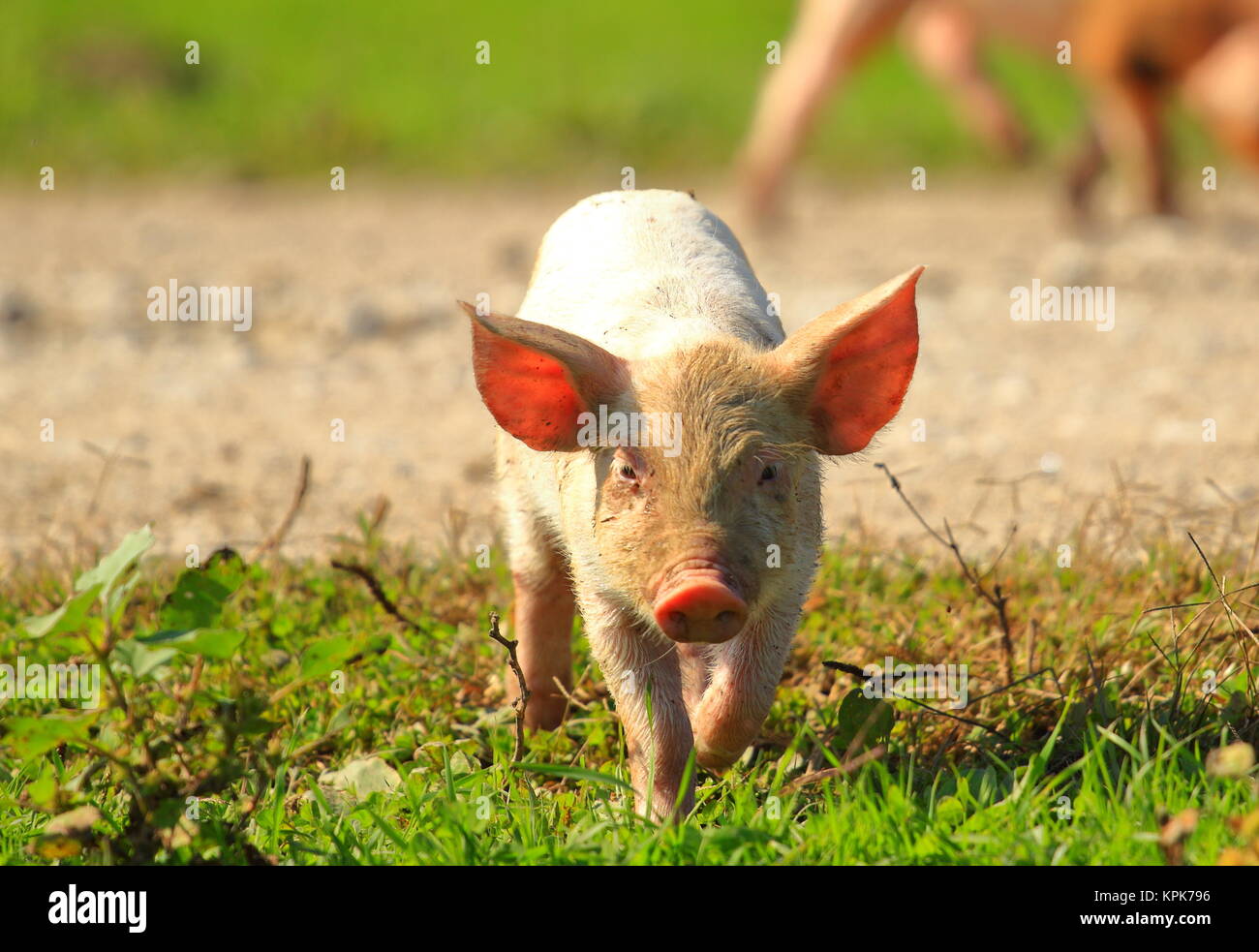 Schmutziges Ferkel Stockfotos und -bilder Kaufen - Alamy