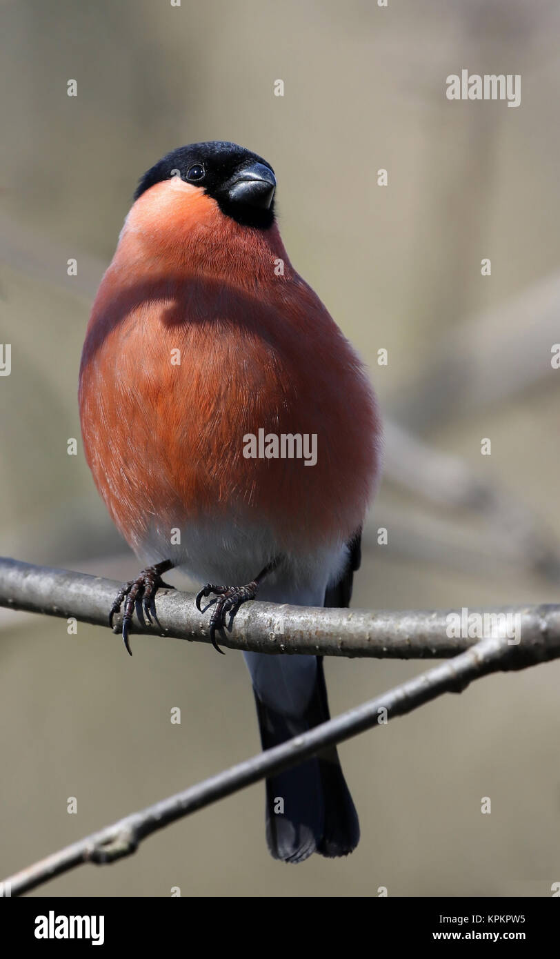 Gimpel vogel -Fotos und -Bildmaterial in hoher Auflösung – Alamy