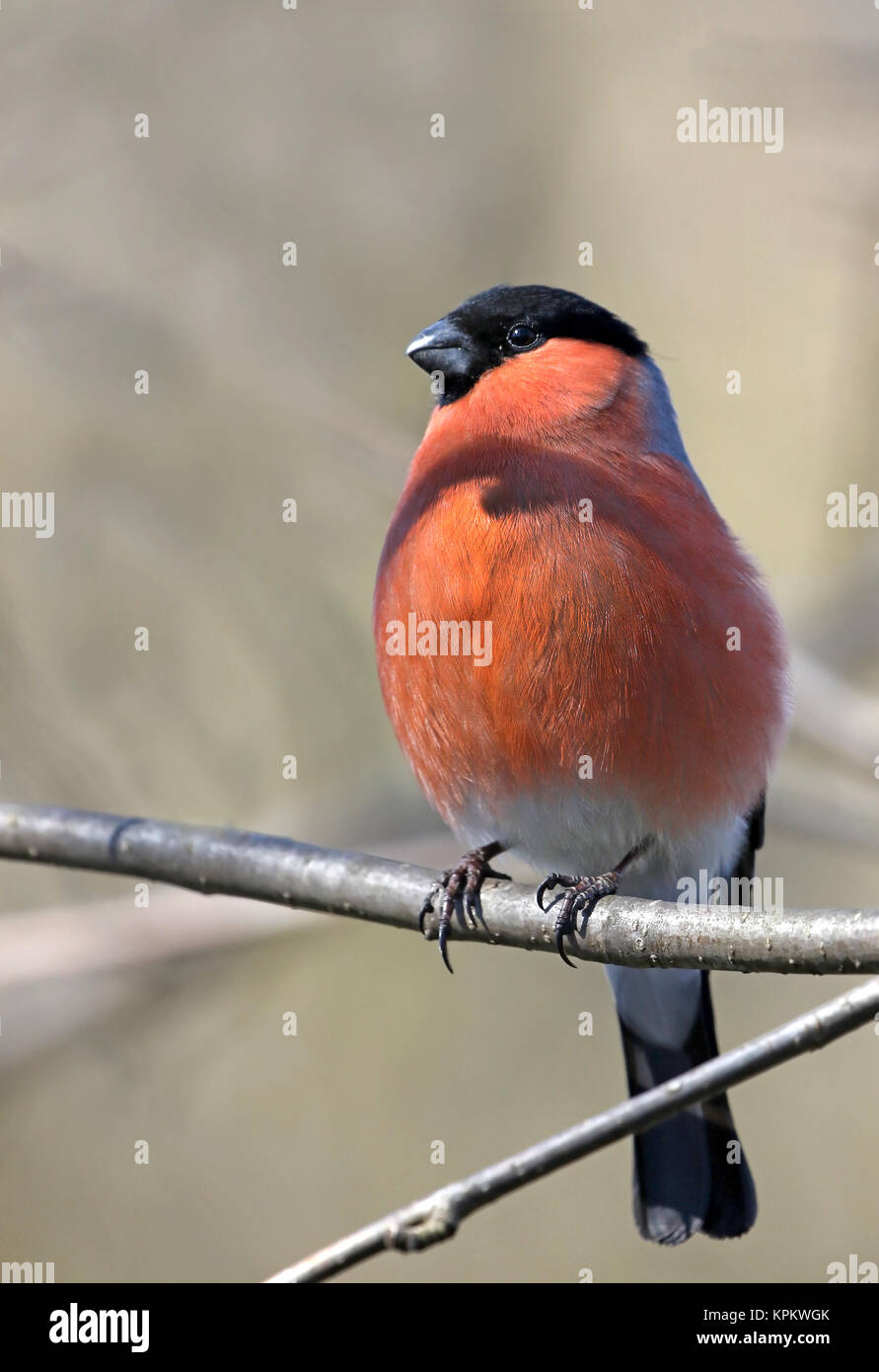 Gimpel vogel -Fotos und -Bildmaterial in hoher Auflösung – Alamy