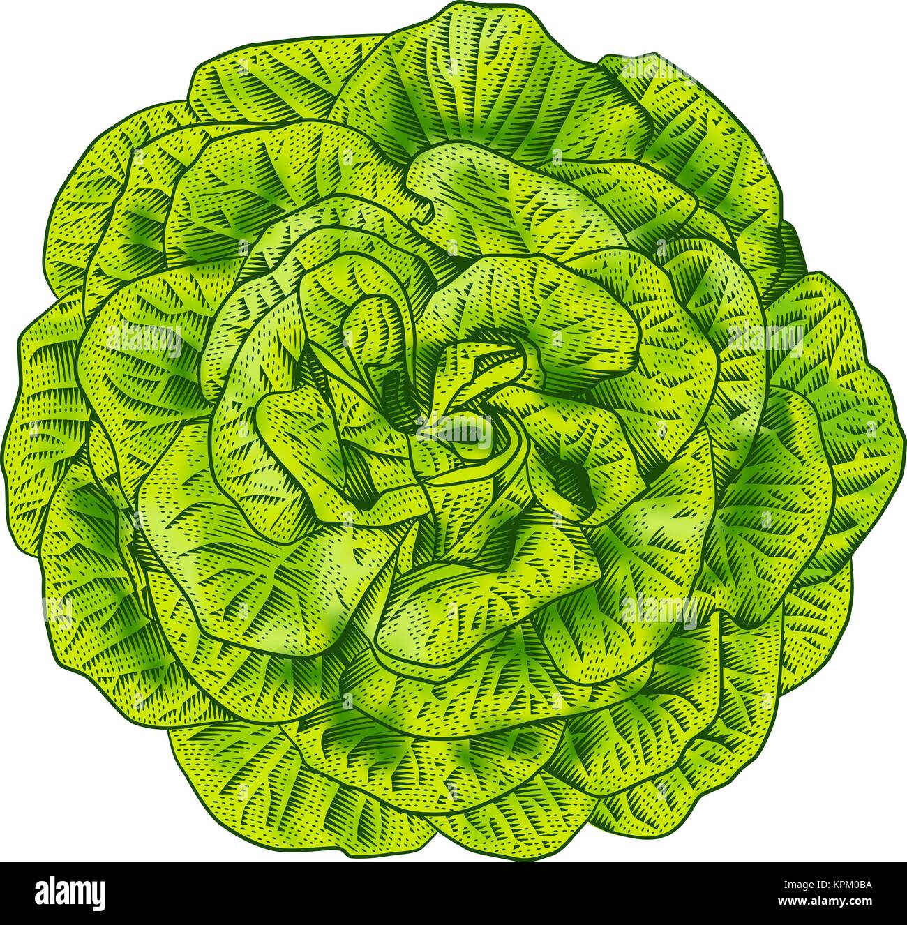 Grüner Salat Salat Kopf Ansicht von oben. Vintage Gravur stil Vector ...