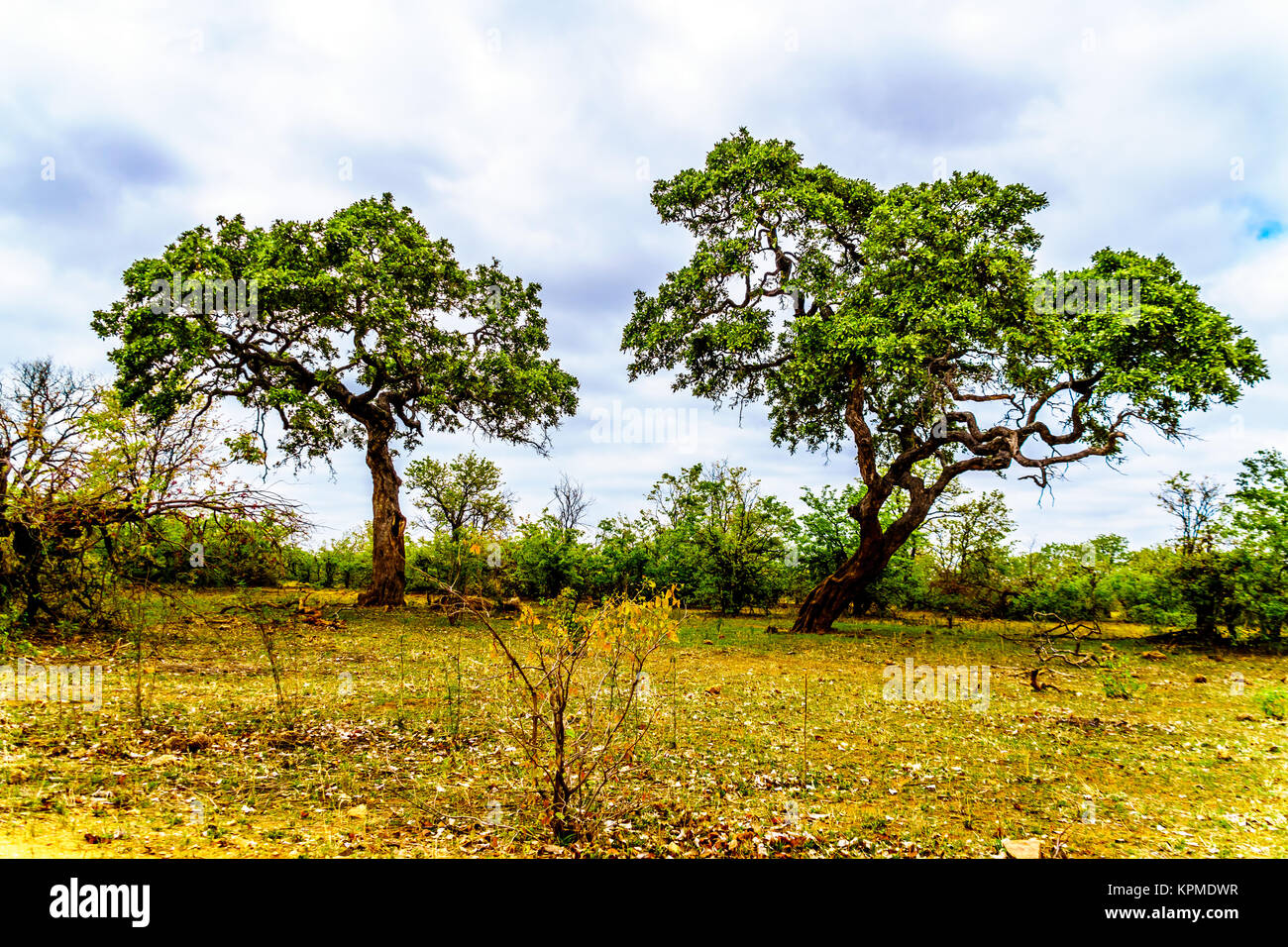 Mopane Tree Africa Stockfotos und -bilder Kaufen - Alamy