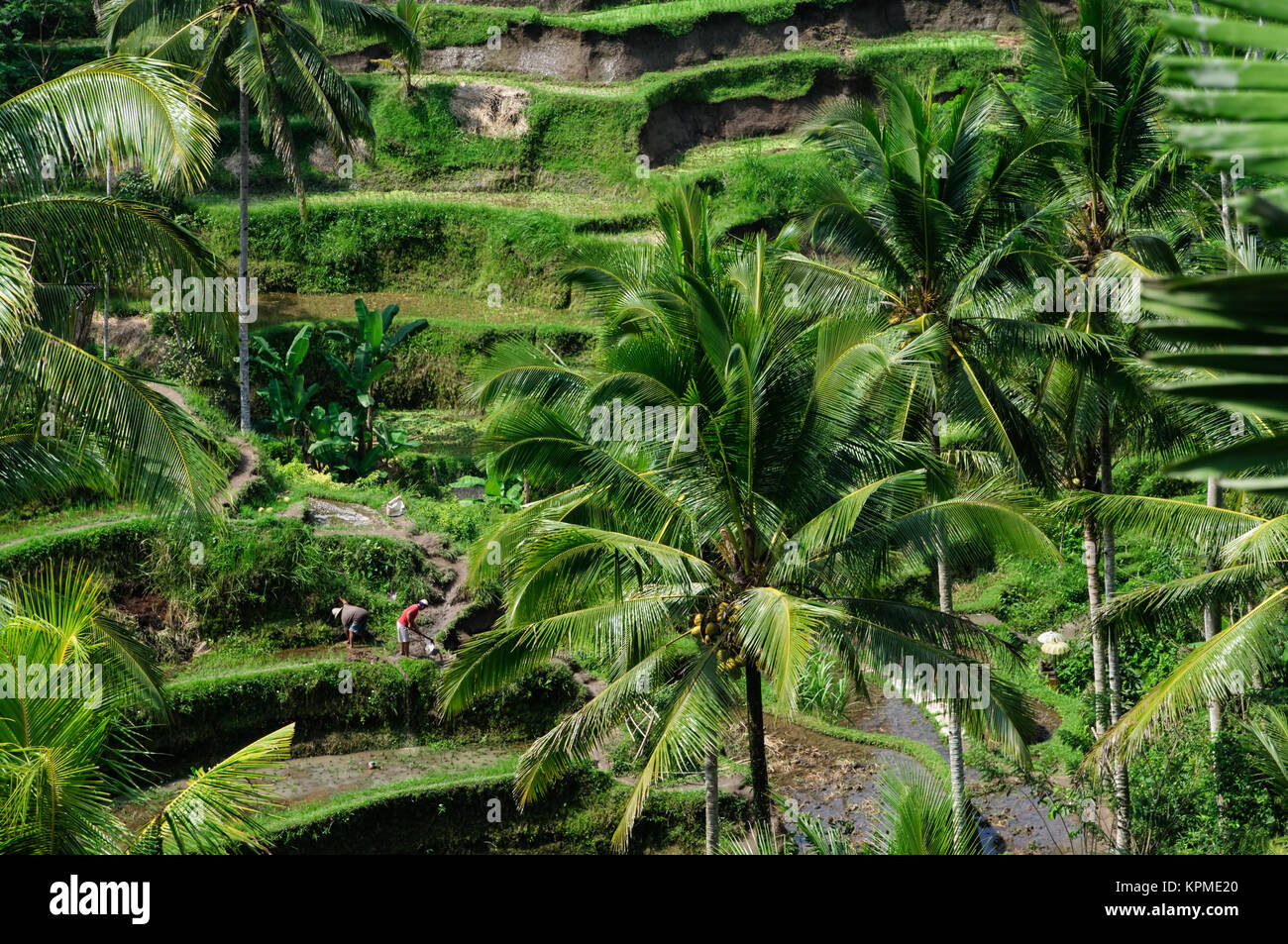 Reisfelder an -Fotos und -Bildmaterial in hoher Auflösung – Alamy