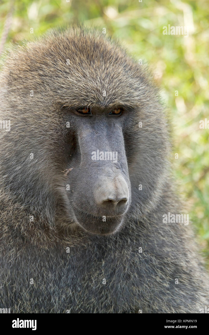 Simiiformes catarrhini -Fotos und -Bildmaterial in hoher Auflösung – Alamy