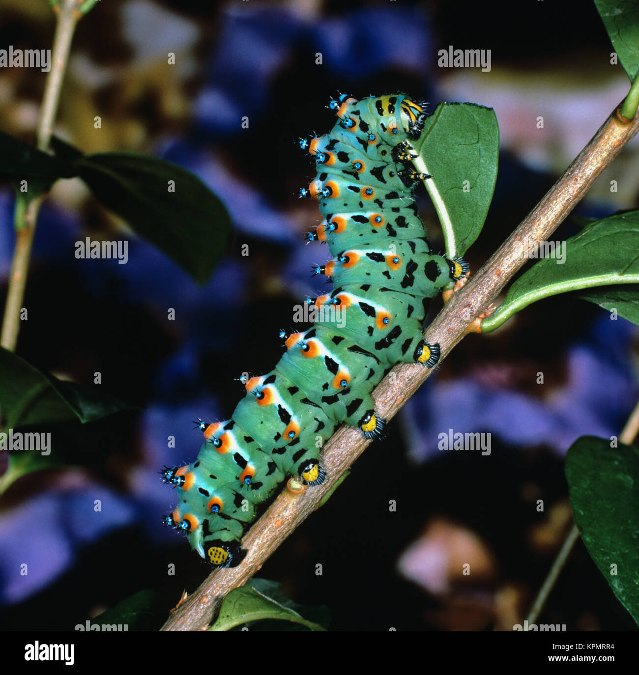 Schmetterling bei der nahrungsaufnahme -Fotos und -Bildmaterial in ...