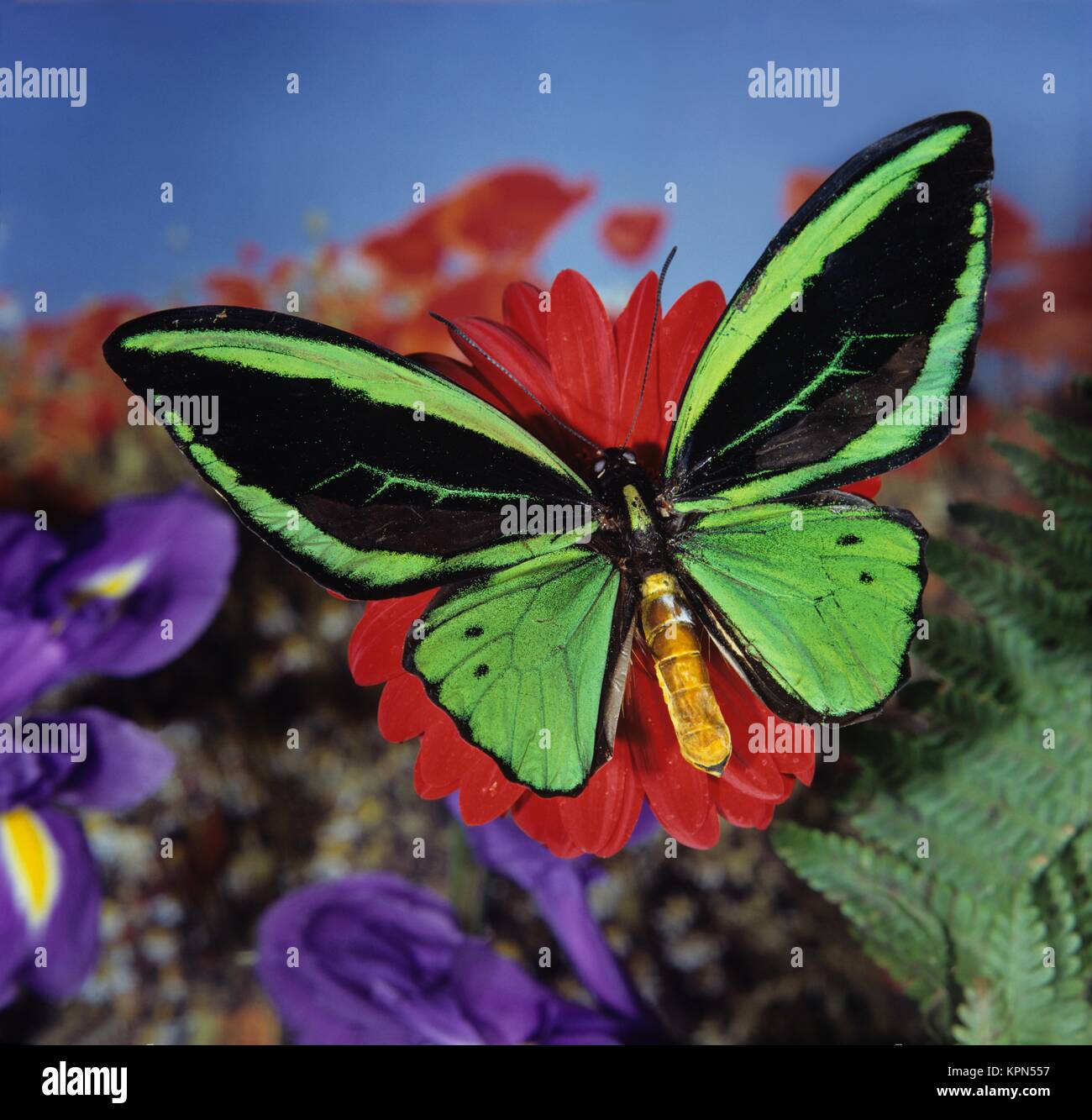 Vogelfalter, Ornithoptera tithonus, gemeinsame Grün birdwing, mã¤nnchen ...