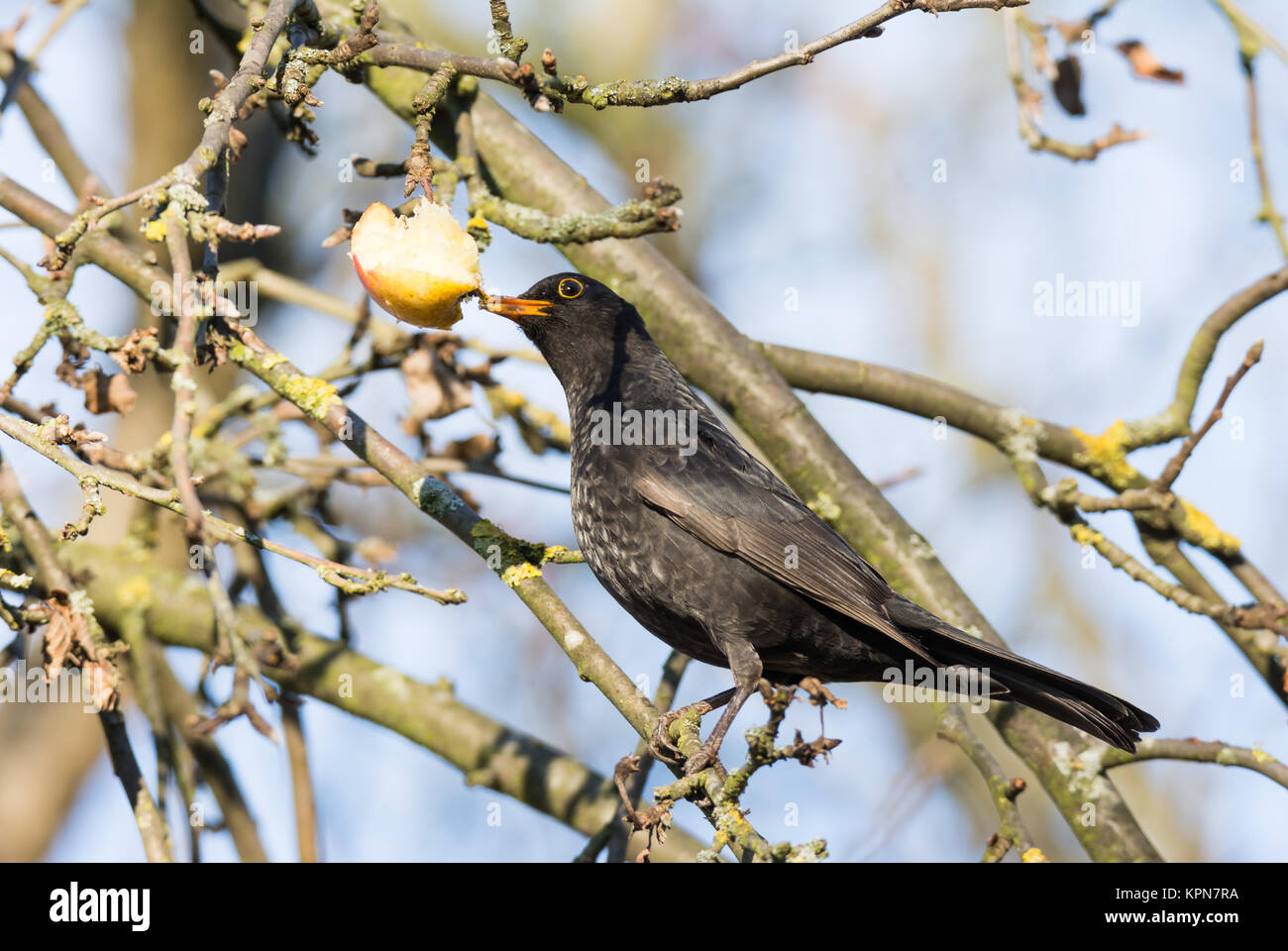 Vogel isst obst -Fotos und -Bildmaterial in hoher Auflösung – Alamy