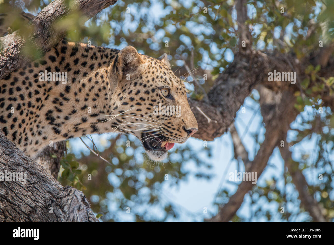 Bild des leoparden im baum -Fotos und -Bildmaterial in hoher Auflösung ...