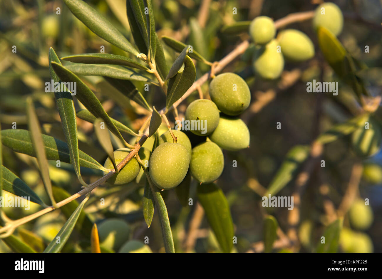 Oliven Stockfoto, Bild: 168900317 - Alamy