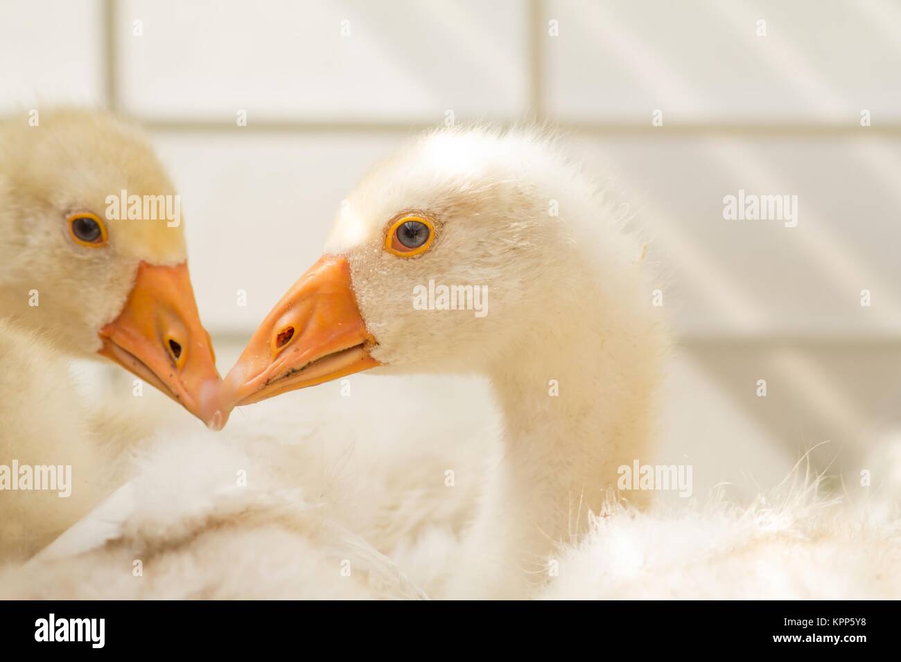 Mastgans mastgänse -Fotos und -Bildmaterial in hoher Auflösung – Alamy