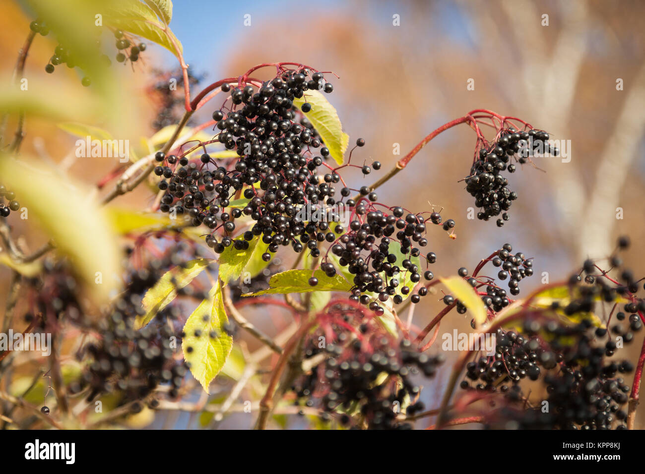 Holunder strauch -Fotos und -Bildmaterial in hoher Auflösung – Alamy