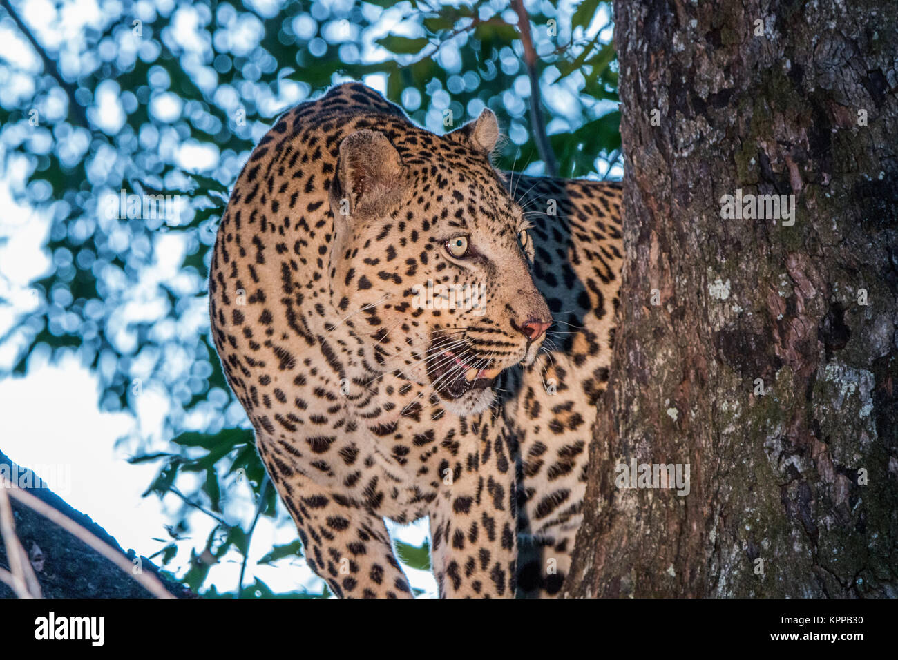 Bild des leoparden im baum Stockfotos und -bilder Kaufen - Alamy