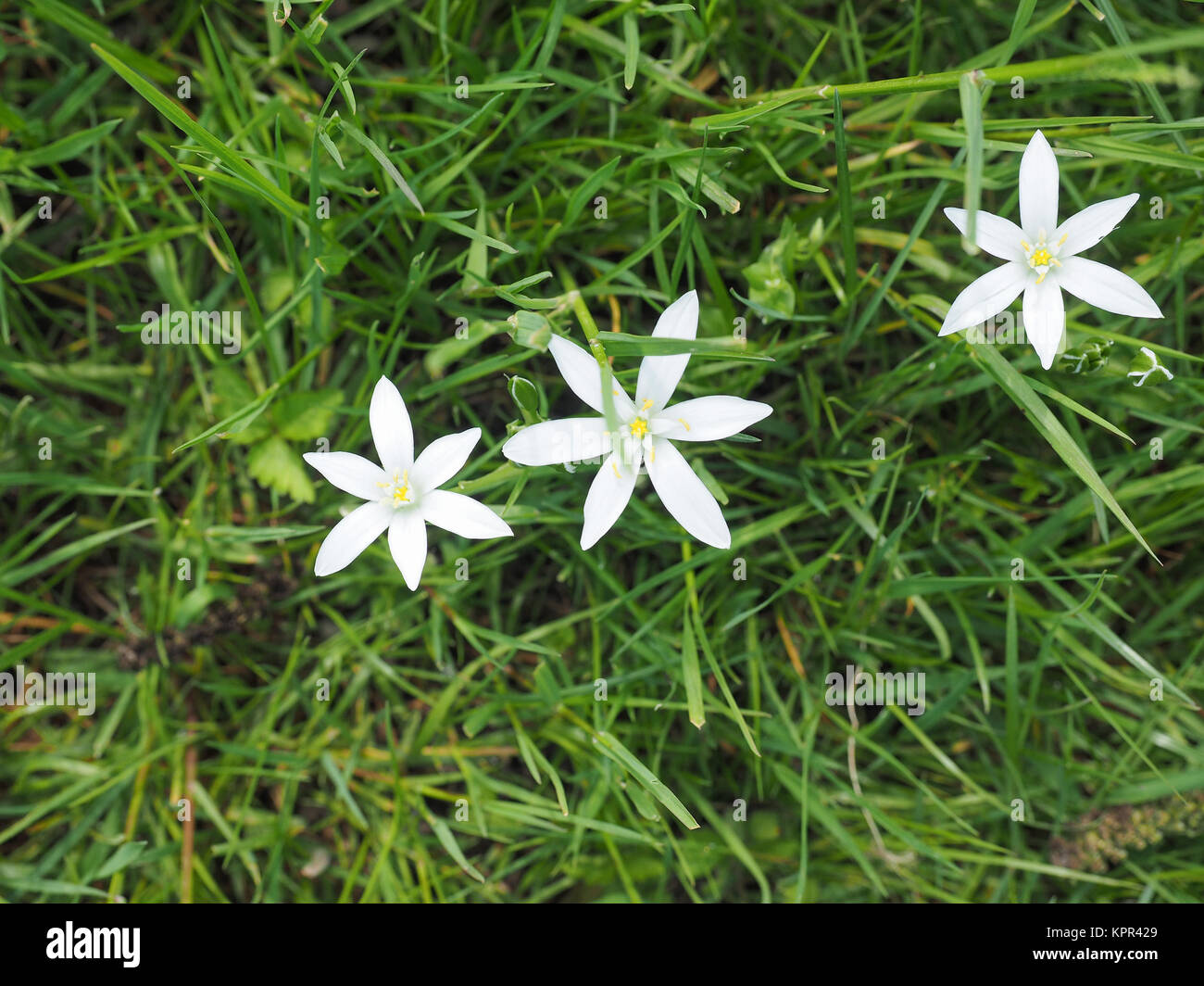 Bethlehem stern -Fotos und -Bildmaterial in hoher Auflösung – Alamy