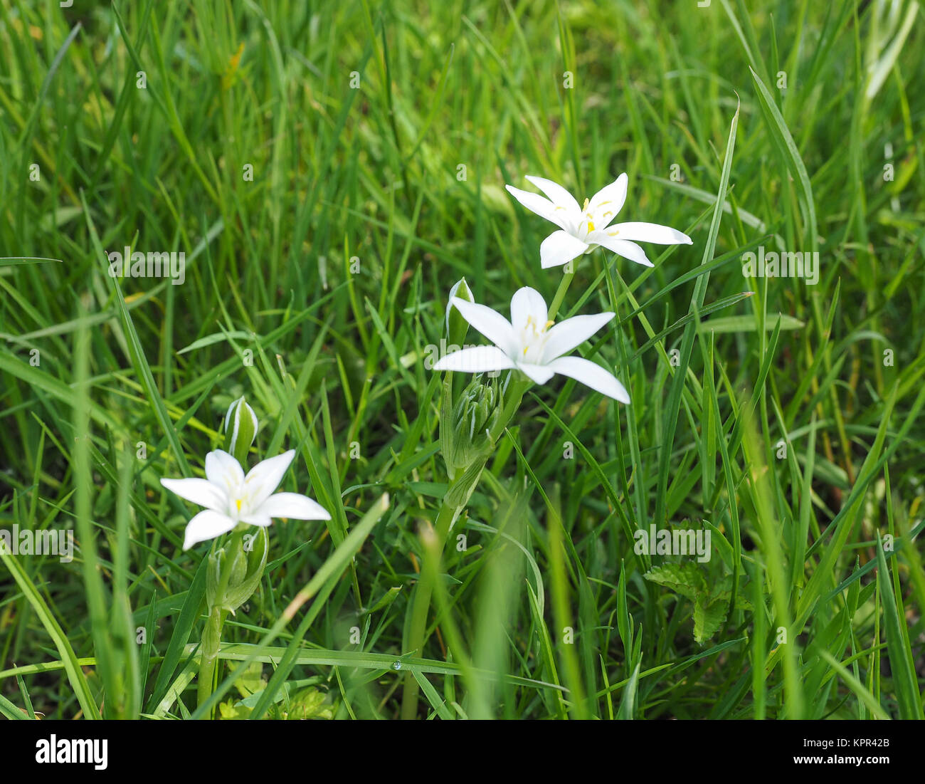 Bethlehem stern -Fotos und -Bildmaterial in hoher Auflösung – Alamy
