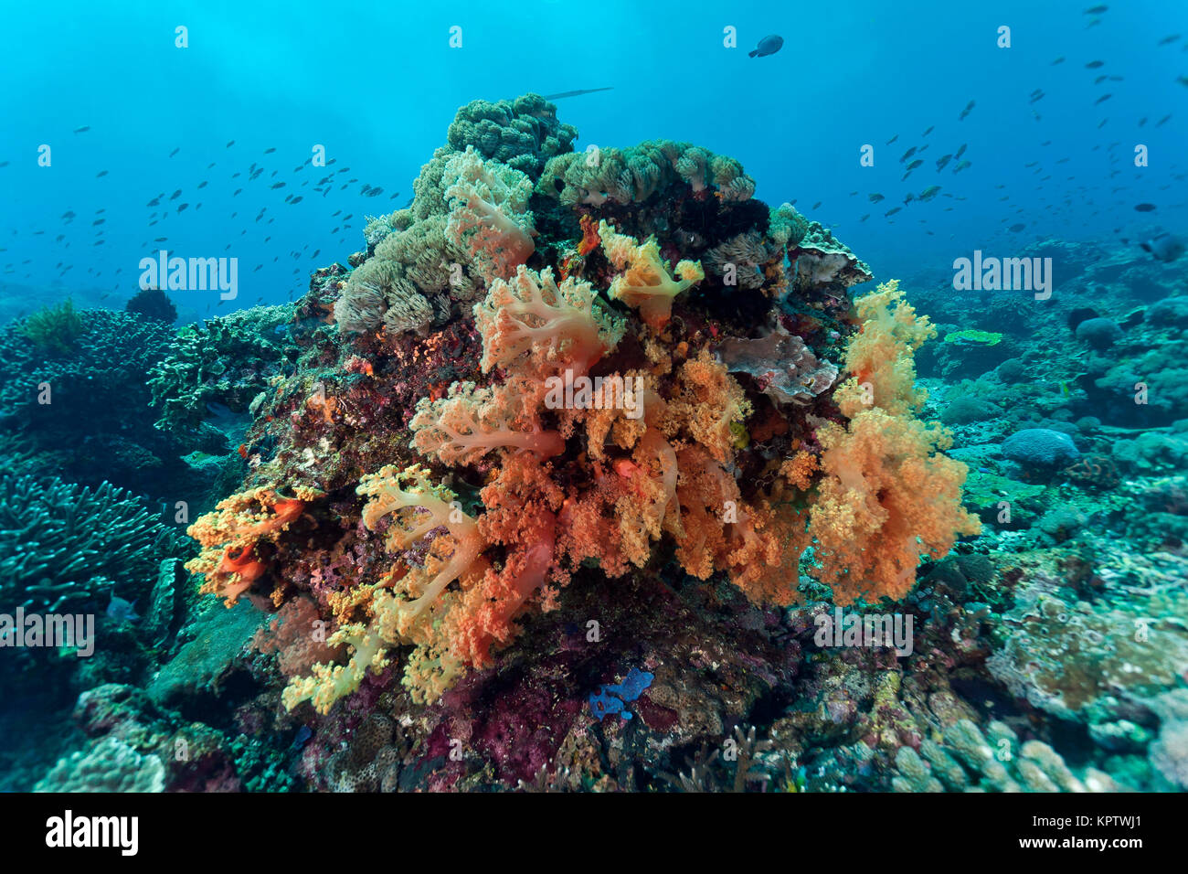 Korallenblock mit orange tree Coral (Scleronephthya), Nusa Lembongan ...