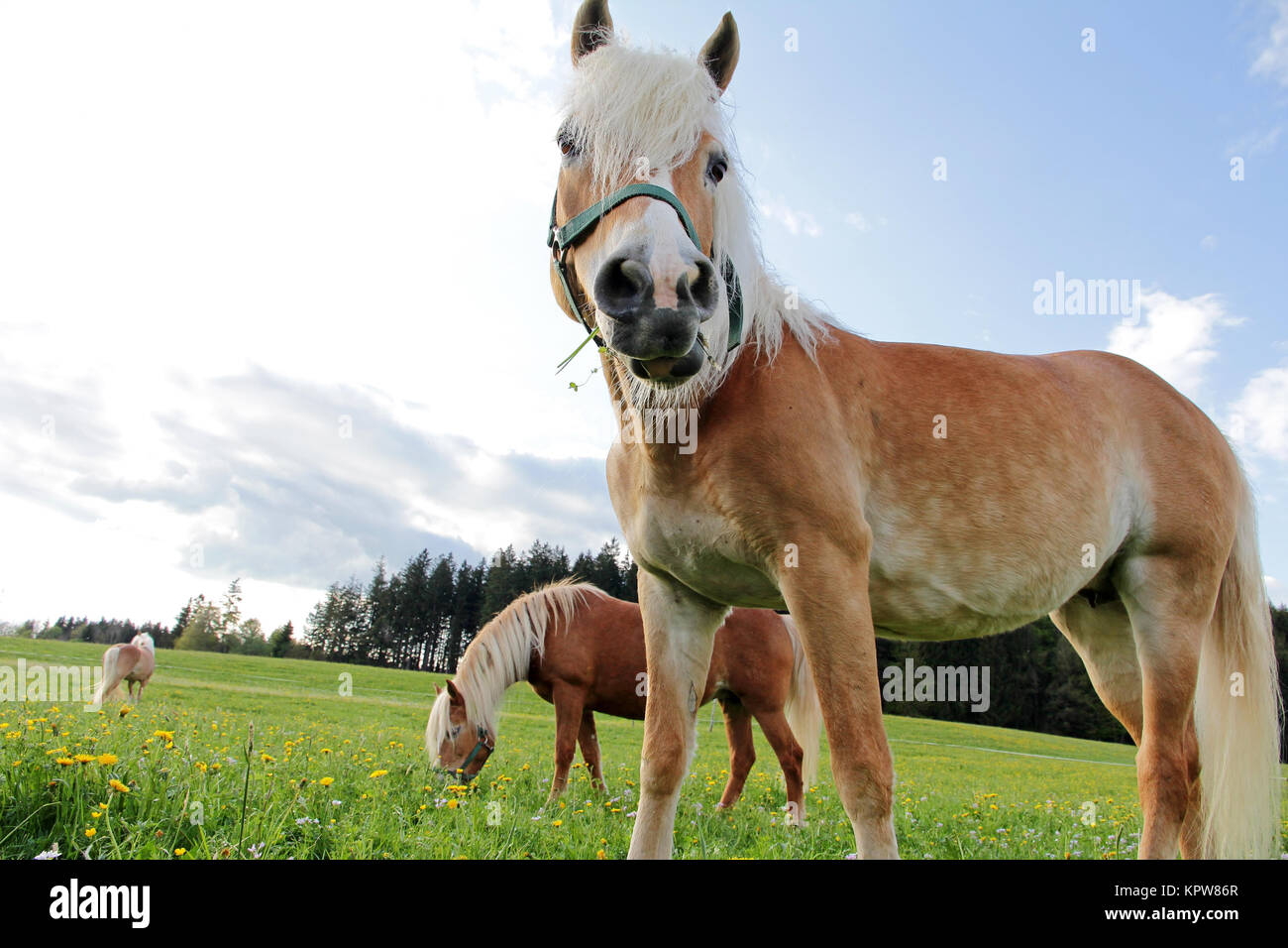 Haflinger breeding -Fotos und -Bildmaterial in hoher Auflösung – Alamy