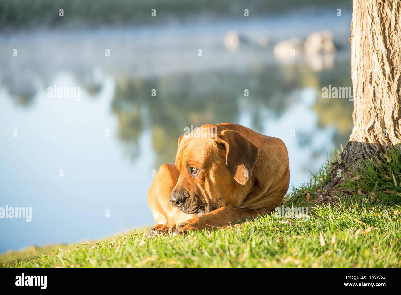 Hund Weinen Stockfotos und -bilder Kaufen - Alamy