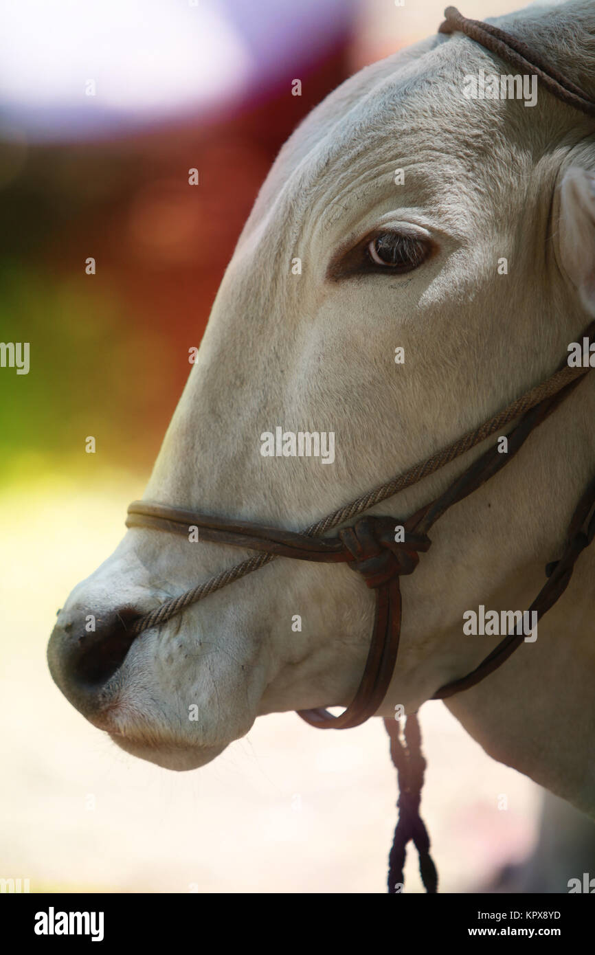 Tiere stier -Fotos und -Bildmaterial in hoher Auflösung – Alamy