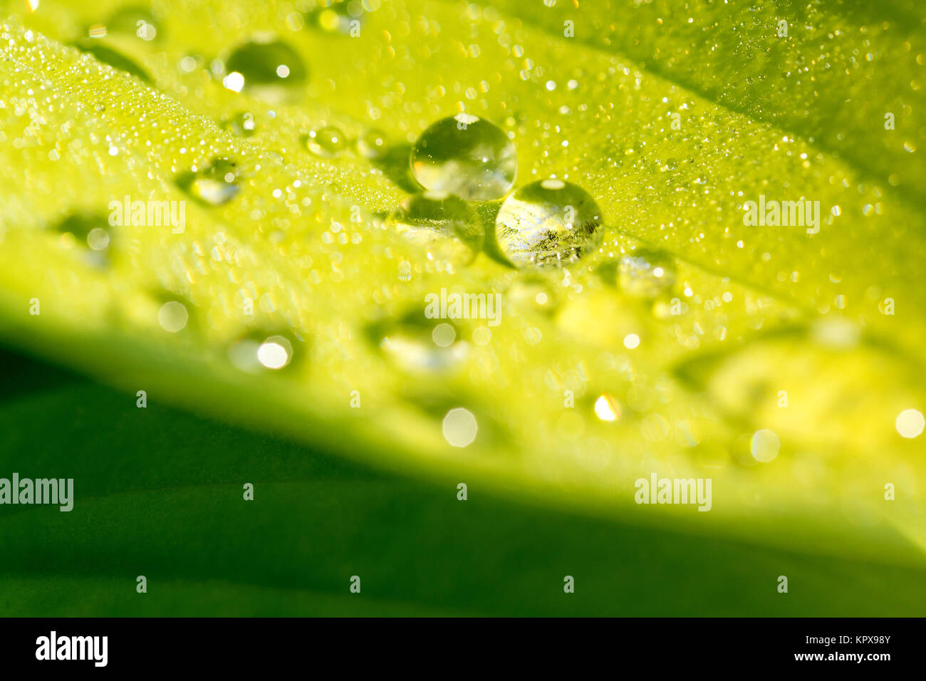 Wassertropfen auf grüne Pflanze Blatt Stockfotografie - Alamy