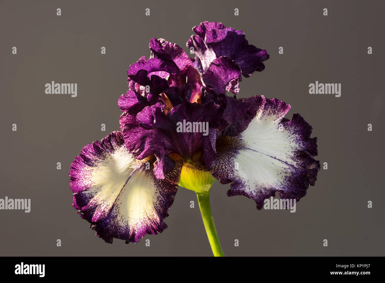 Admiral Nelson blühen. Schönen spring flower Petal Open. Weiß mit lila Kanten Iris Blume blühen ...