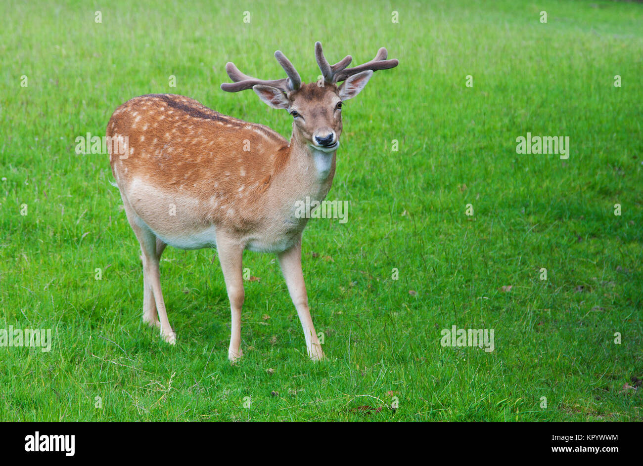 Hirsch damwild tierfoto -Fotos und -Bildmaterial in hoher Auflösung – Alamy