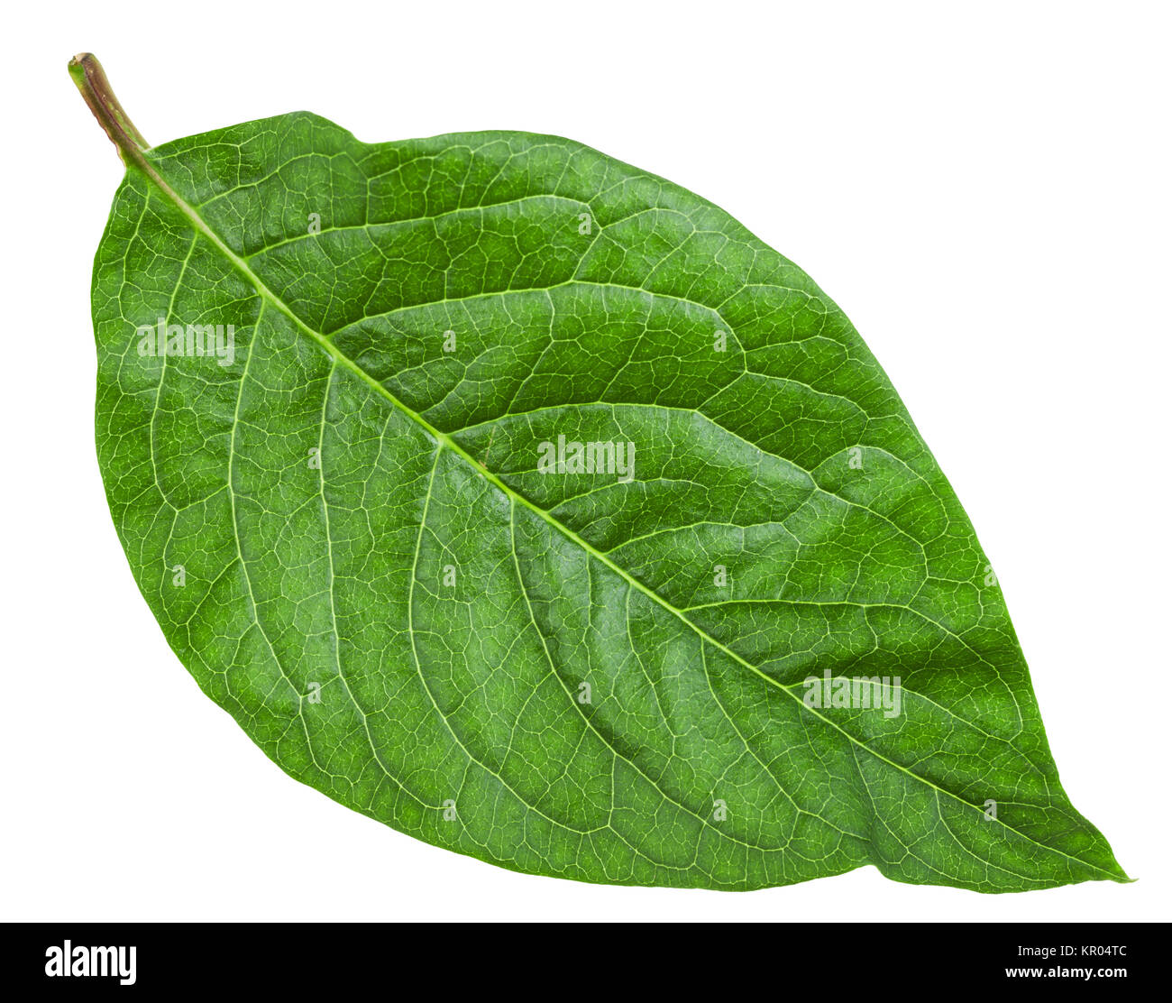 Syringa josikaea -Fotos und -Bildmaterial in hoher Auflösung – Alamy