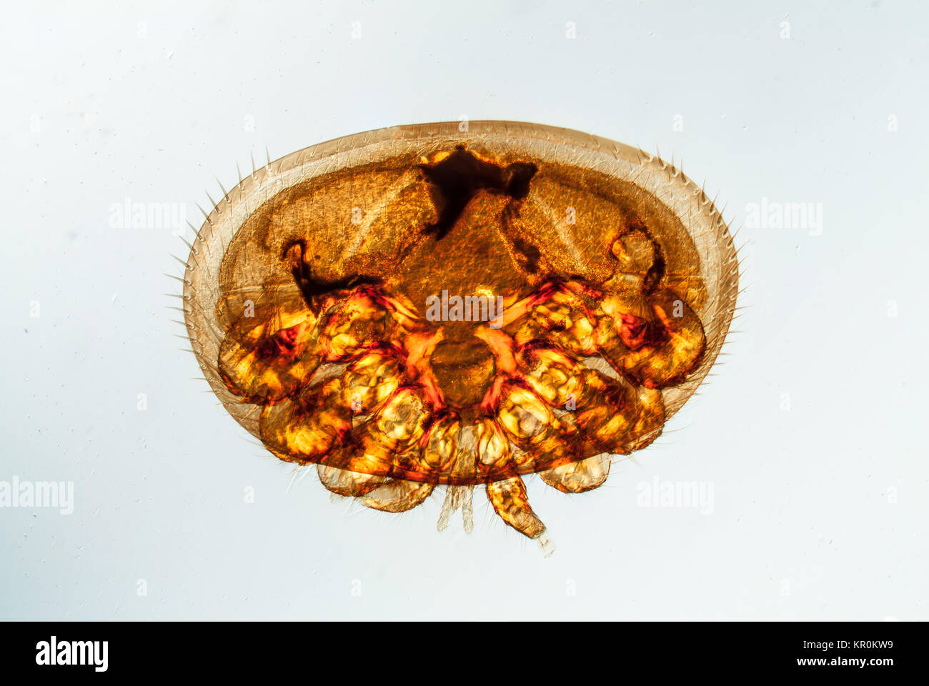 Milbe parasit -Fotos und -Bildmaterial in hoher Auflösung – Alamy