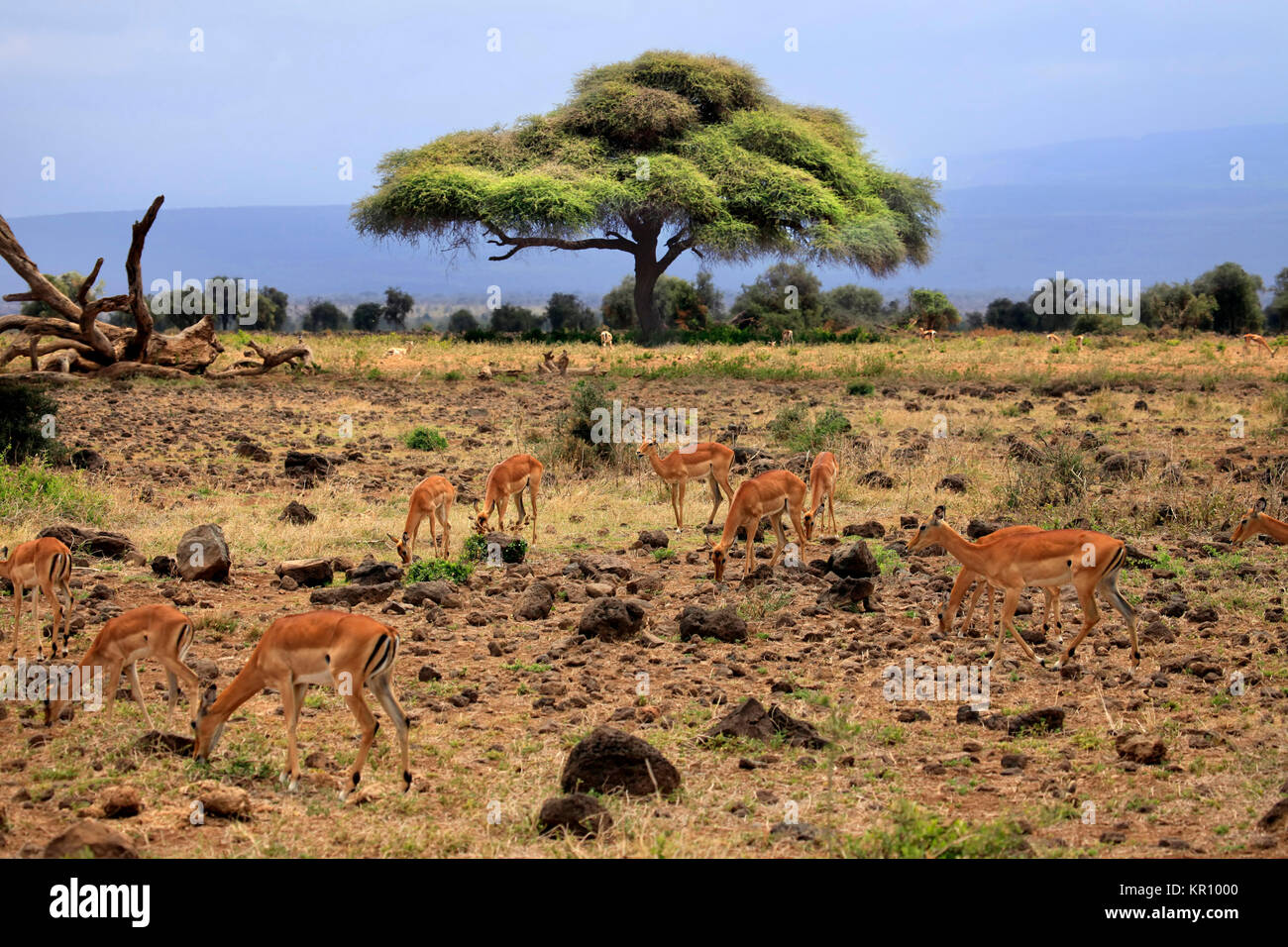 Amboseli thomas gazelle -Fotos und -Bildmaterial in hoher Auflösung – Alamy