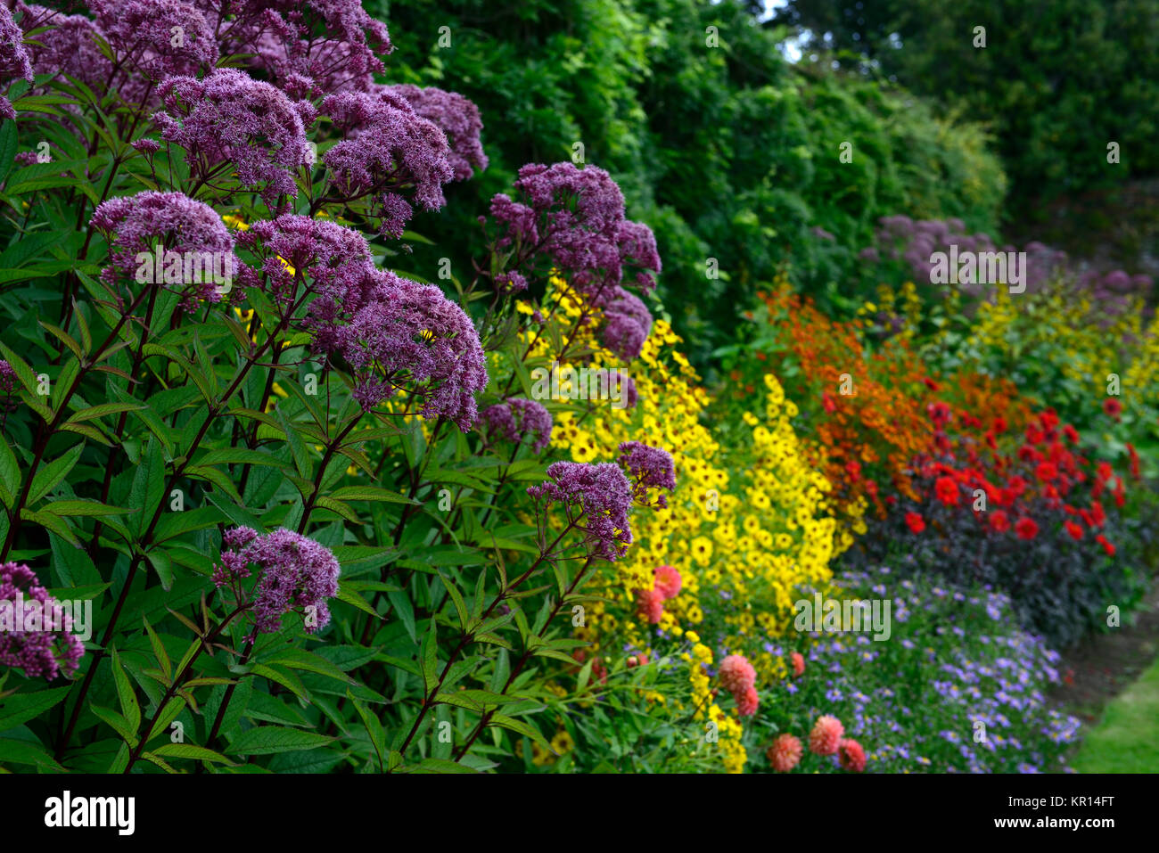 Eupatorium atropurpureum -Fotos und -Bildmaterial in hoher Auflösung ...