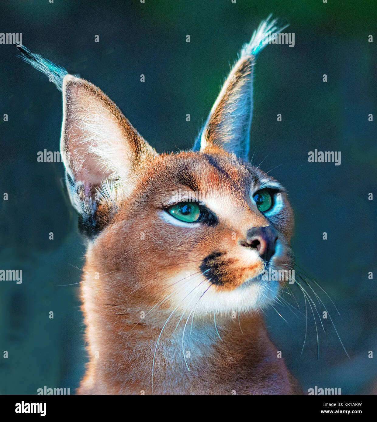 Karakal caracal -Fotos und -Bildmaterial in hoher Auflösung – Alamy
