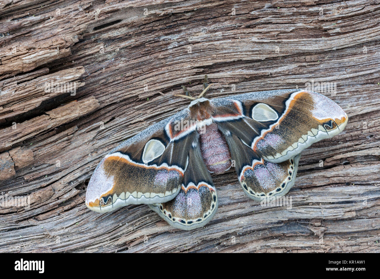 Forbes (Silkmoth Rothschildia lebeau Lampsacus) erwachsenen Weibchen ...