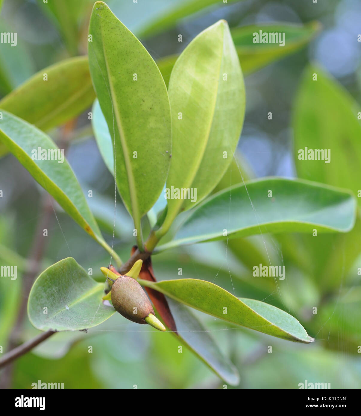 Water seed dispersal -Fotos und -Bildmaterial in hoher Auflösung – Alamy
