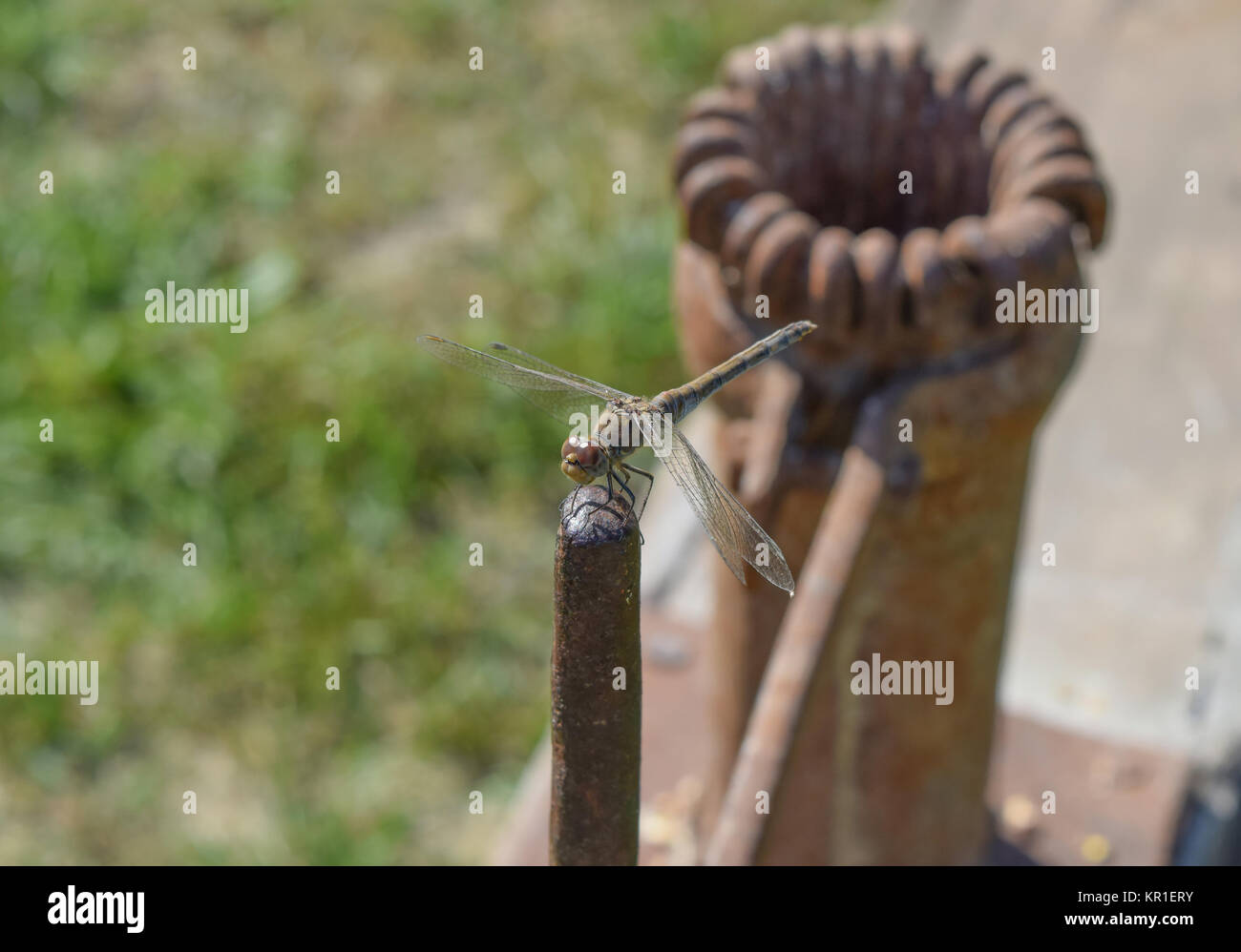 Mahlen von rohkorn -Fotos und -Bildmaterial in hoher Auflösung – Alamy
