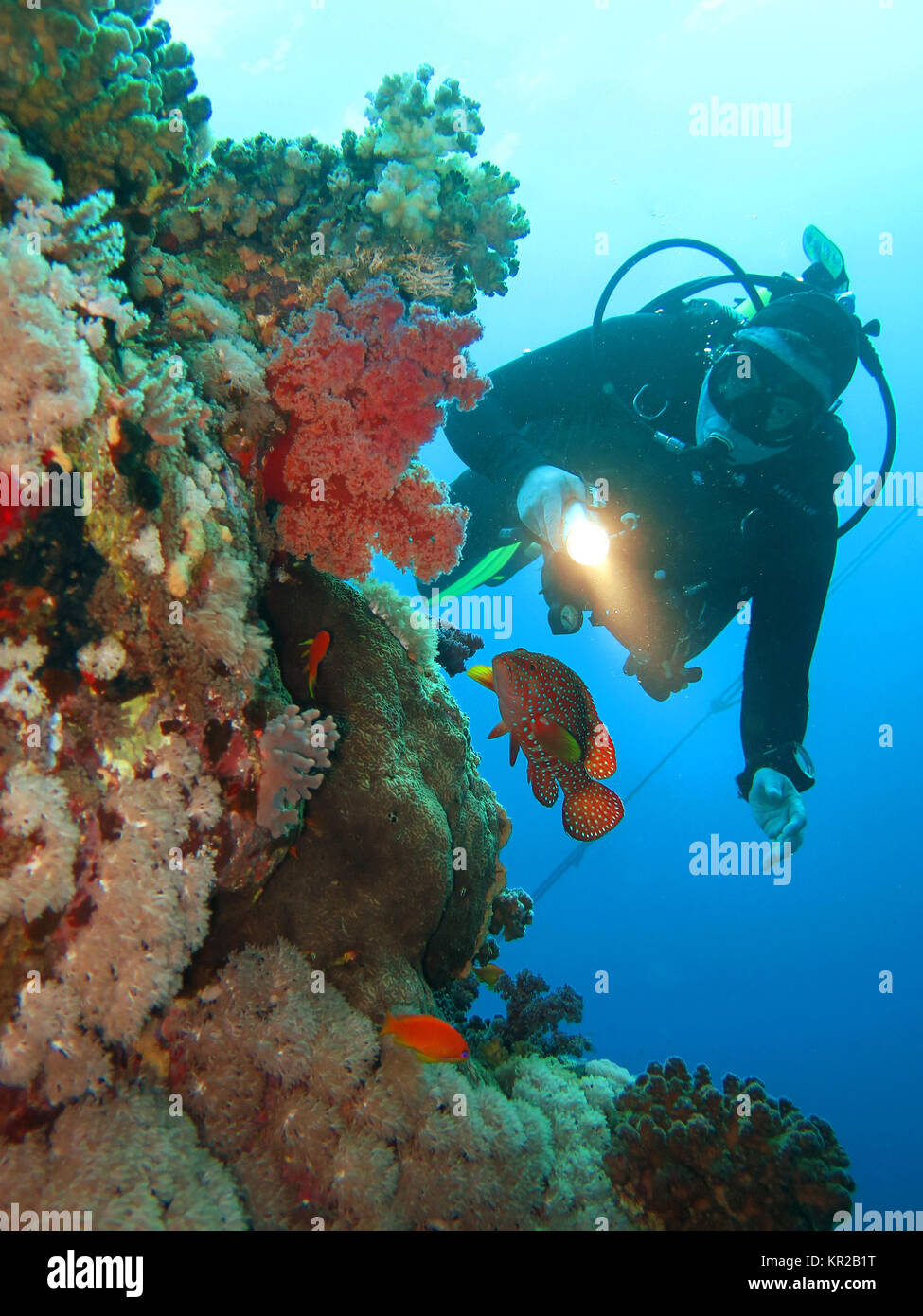 Taucher und Korallenriff, Saint Johns Riff, Rotes Meer, Ägypten ...