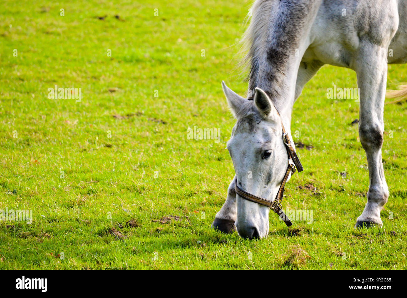 Reiter pferd seitlich -Fotos und -Bildmaterial in hoher Auflösung – Alamy