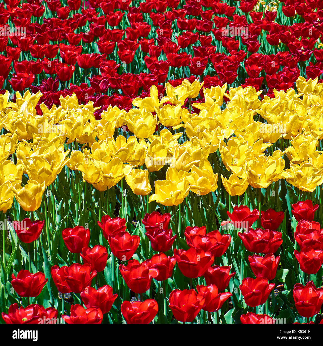 Rote tulpe mit gelben fransen -Fotos und -Bildmaterial in hoher Auflösung – Alamy